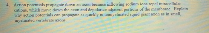 Solved Action potentials propagate down an axon because | Chegg.com