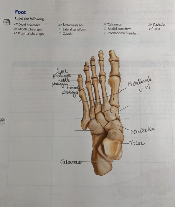 Solved imals Foot Label the following: Distal phalanges | Chegg.com