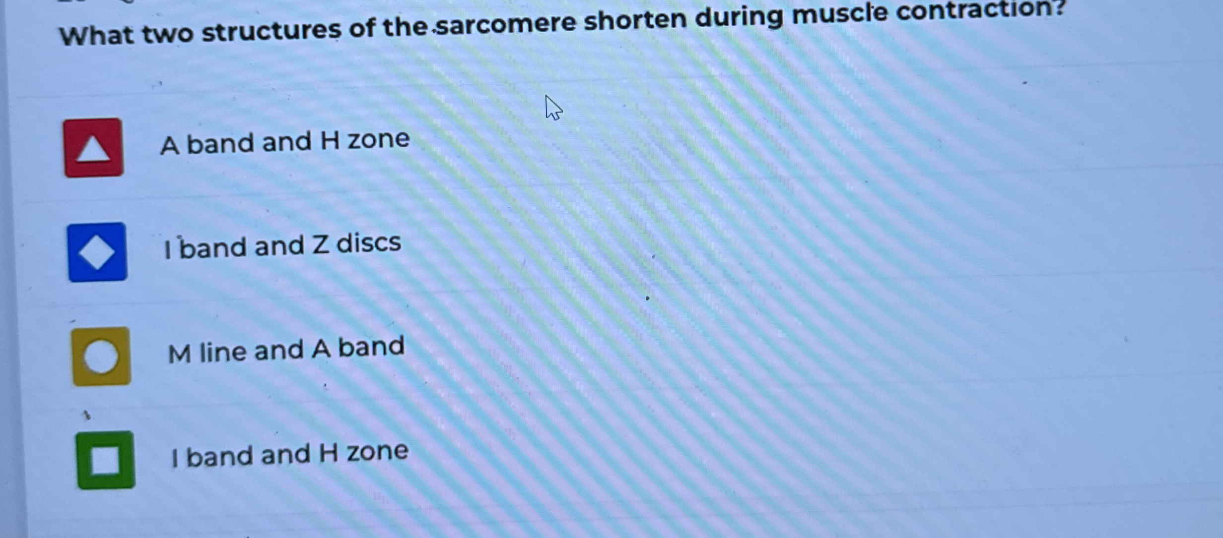Solved What two structures of the sarcomere shorten during | Chegg.com