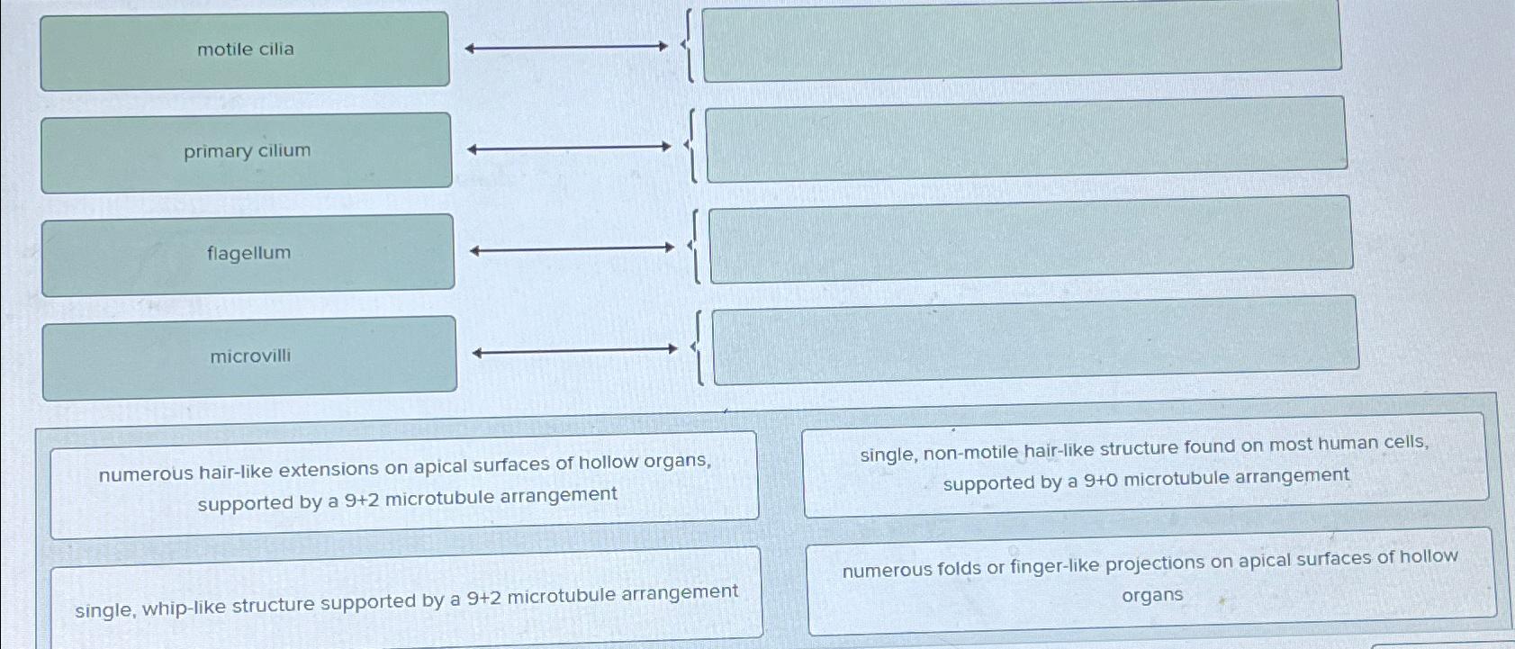 Solved numerous hair-like extensions on apical surfaces of | Chegg.com