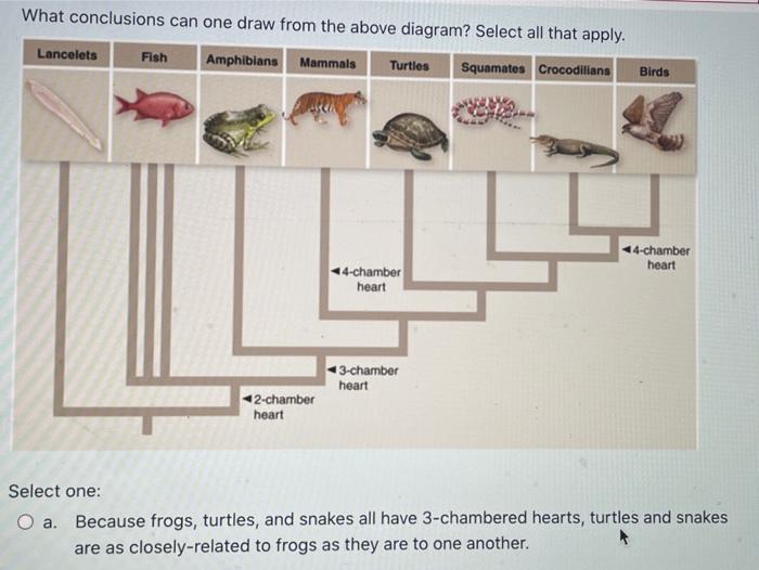 Solved What conclusions can one draw from the above diagram? | Chegg.com