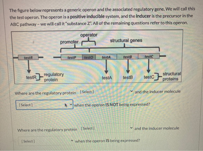 The figure below represents a generic operon and the | Chegg.com