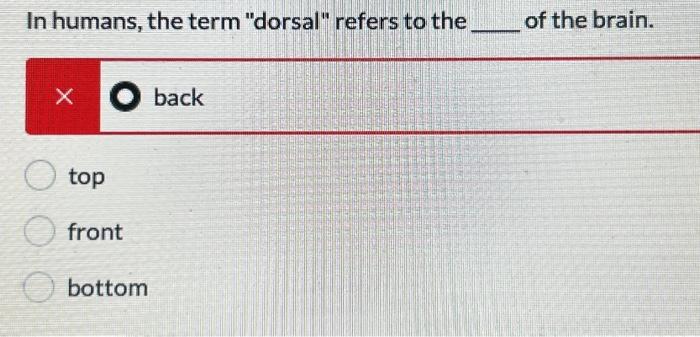 Solved In humans, the term "dorsal" refers to the of the | Chegg.com