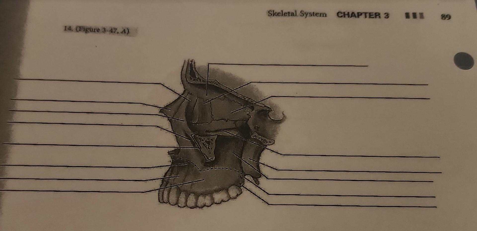 Solved Skeletal System CHAPTER 3 | 11 14. (Figure 3-47, A) | Chegg.com