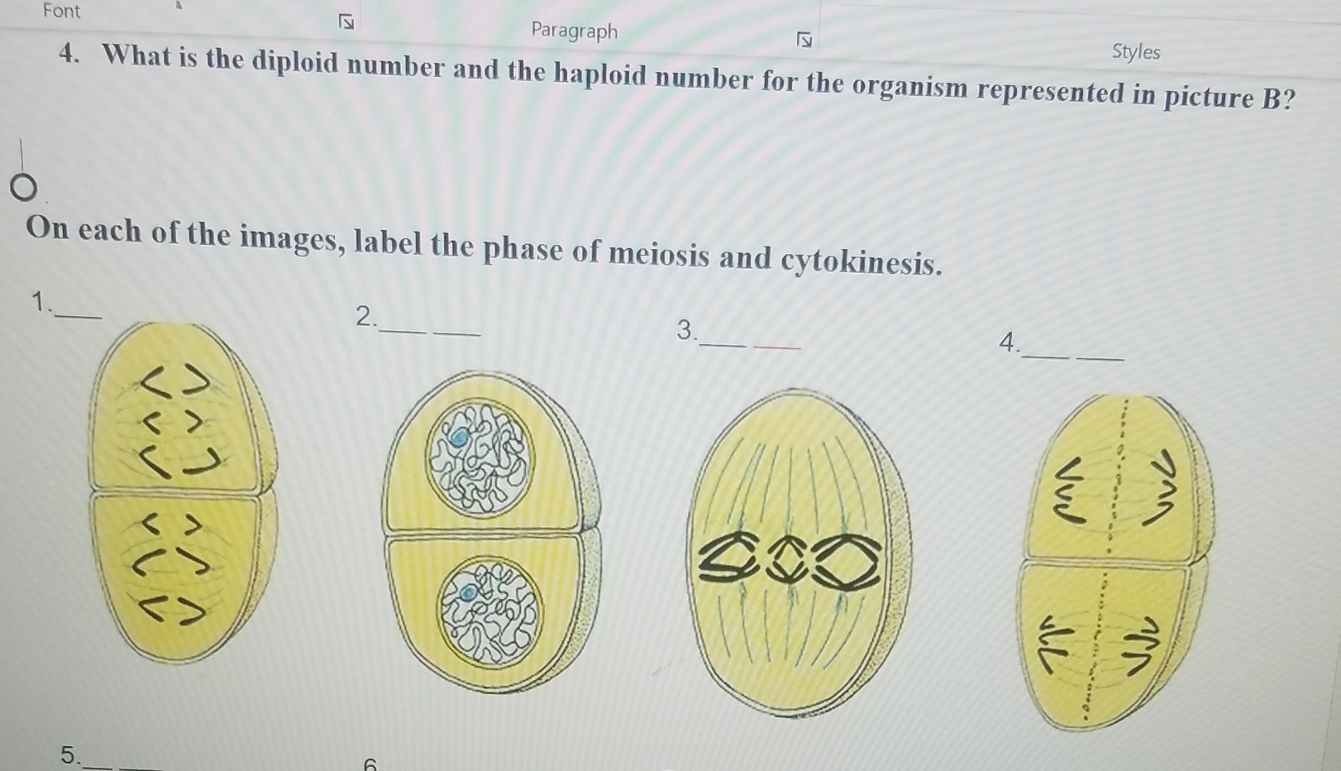 Solved Font IS Paragraph Styles 4. What is the diploid | Chegg.com