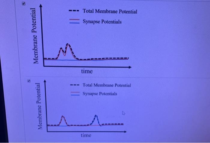 Solved The below graphs show the membrane potential of | Chegg.com