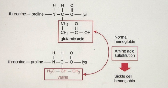 Solved valine hemoglobin pain in the individual Briefly | Chegg.com