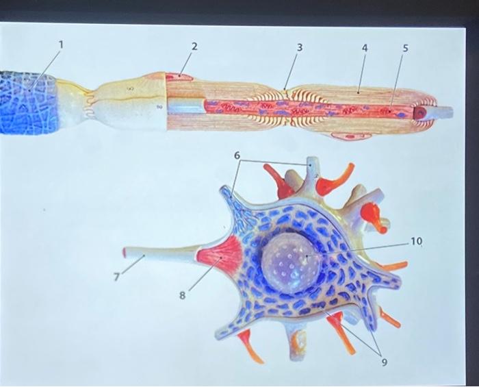 Solved Label the given structures in the diagrams. | Chegg.com
