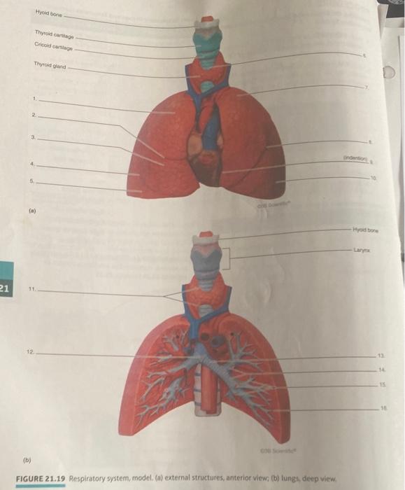 FIGURE 21.19 Respiratory system, model. (a) external | Chegg.com