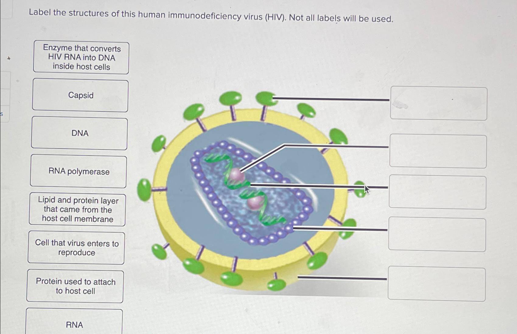 Solved Label the structures of this human immunodeficiency | Chegg.com