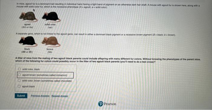 In mico, agouti fur is a cominart trat resuting in | Chegg.com