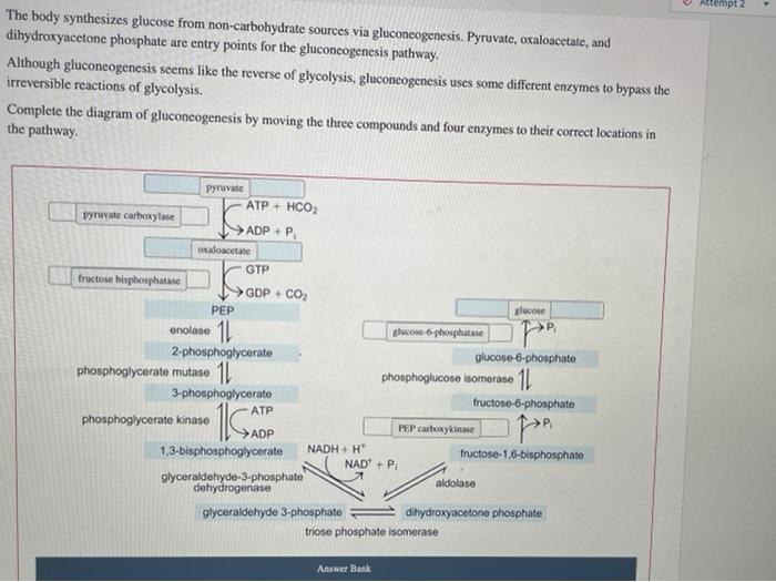 Solved Attempt 2 The body synthesizes glucose from | Chegg.com