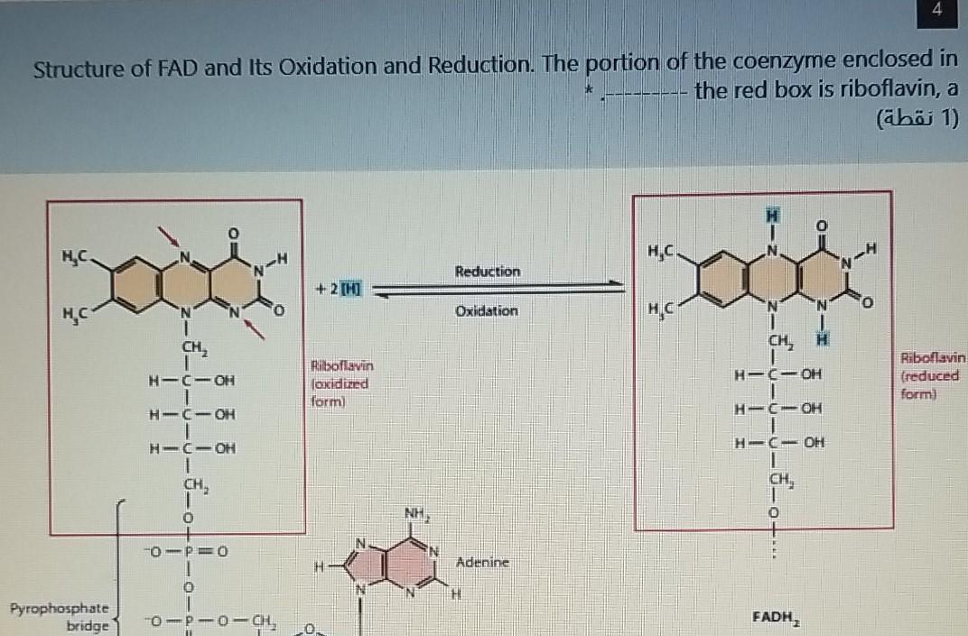 Solved Structure of FAD and Its Oxidation and Reduction. The | Chegg.com