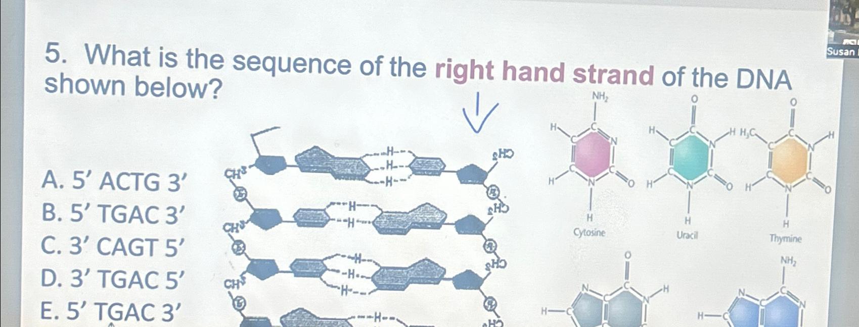 Solved What is the sequence of the right hand strand of the | Chegg.com