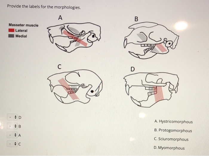 Solved Provide the labels for the morphologies. A B Masseter | Chegg.com
