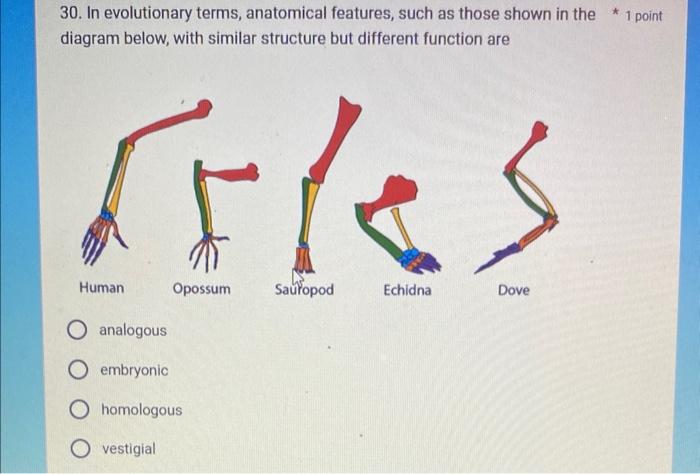 Solved 30. In evolutionary terms, anatomical features, such | Chegg.com