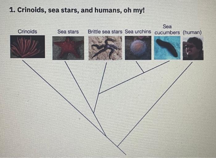 Solved 1. Crinoids, sea stars, and humans, oh | Chegg.com