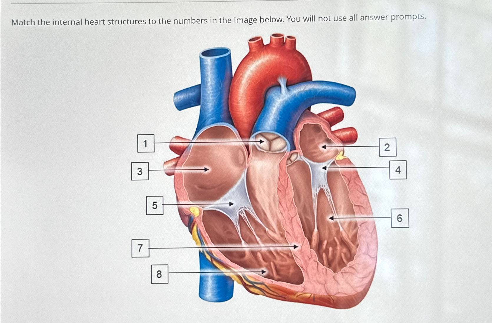 Solved Match the internal heart structures to the numbers in | Chegg.com