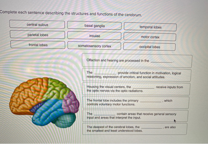 Solved Complete each sentence describing the structures and | Chegg.com