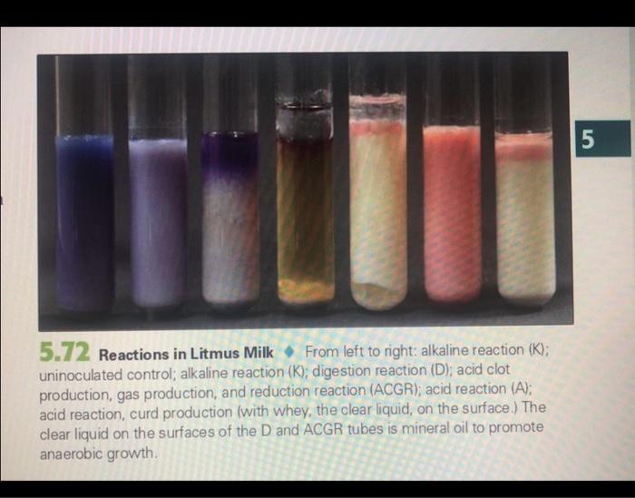 Solved please do type the answer..... THE LITMUS MILK MEDIUM | Chegg.com