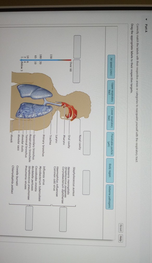 Solved Part A Correctly match the labels with their | Chegg.com