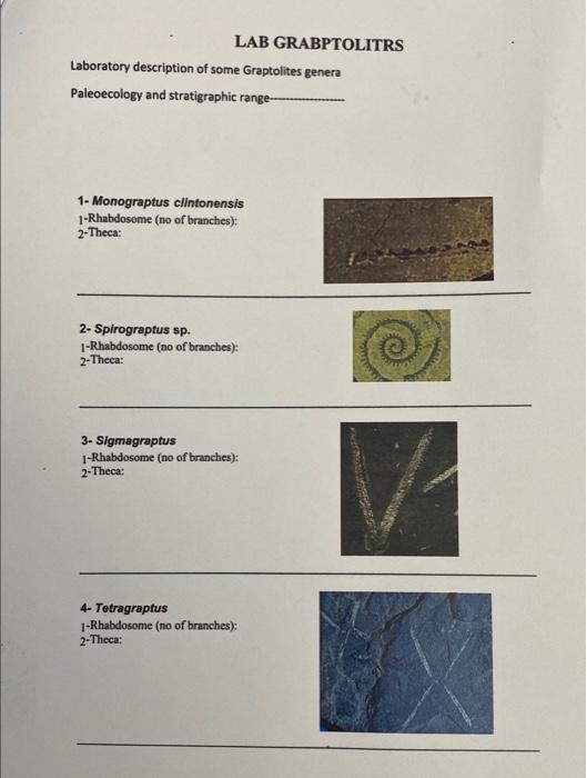 Solved Laboratory description of some Graptolites genera | Chegg.com