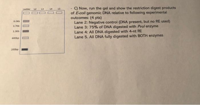 Solved Ladder BOKE C) Now, run the gel and show the | Chegg.com