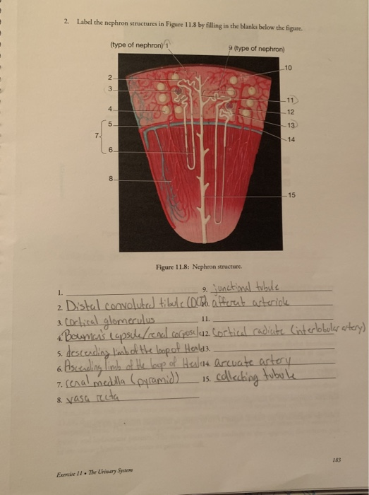 Solved 2. Label the nephron structures in Figure 11.8 by | Chegg.com