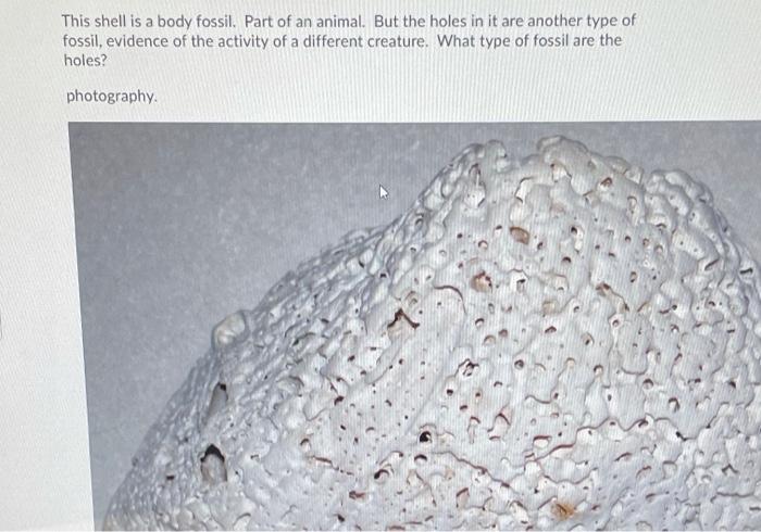 Solved This shell is a body fossil. Part of an animal. But | Chegg.com
