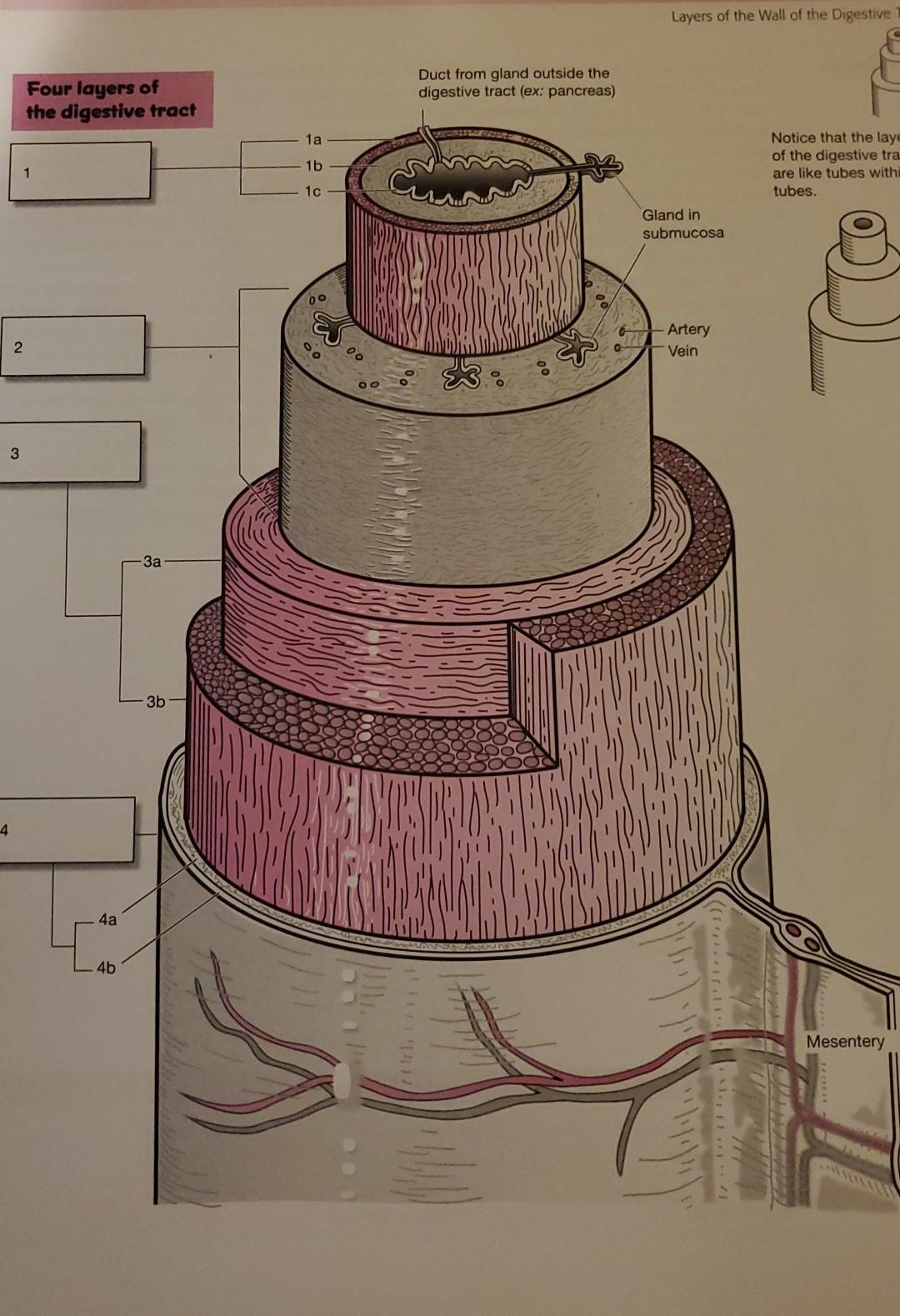 Solved Layers of the Wall of the Digestive Duct from gland | Chegg.com