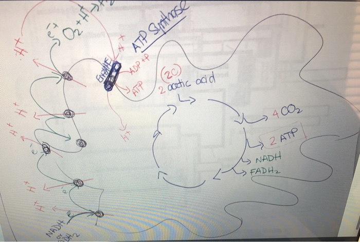 Solved • Draw all three metabolic pathways in your bluebook | Chegg.com