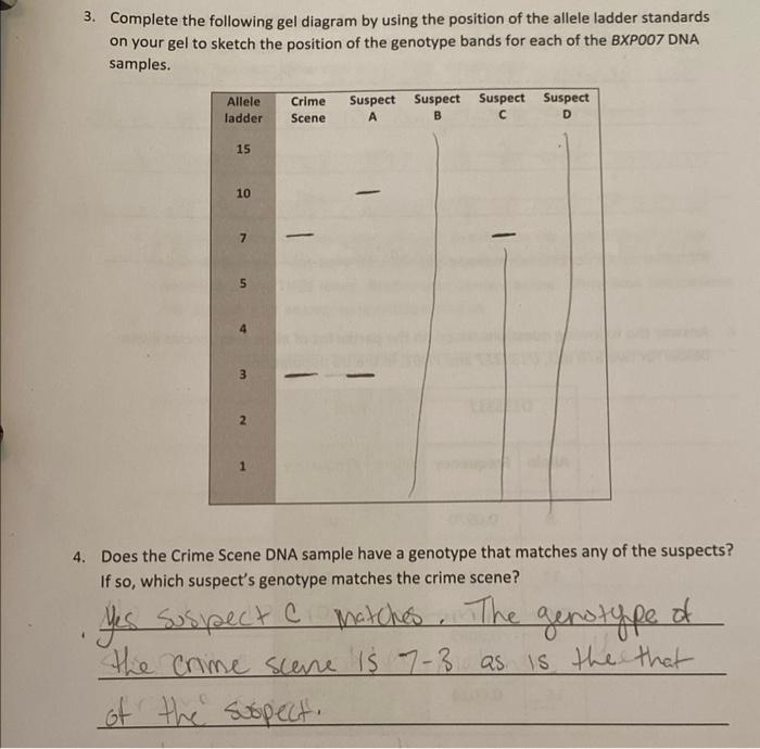 Solved 2. Use Figure 11.4 and the DNA band patterns on your | Chegg.com