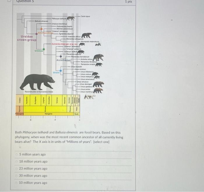 Solved Both Plithocyon teilhardi and Ballusia eimensis are | Chegg.com