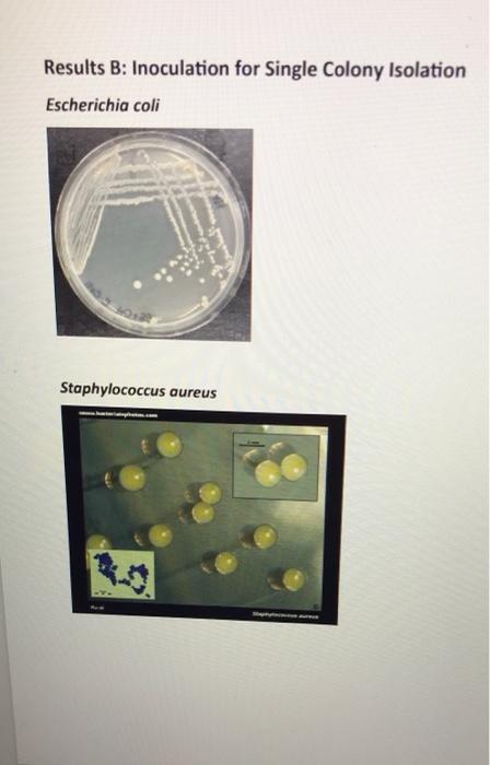 Solved Results A: Staphylococcus aureus on MSA Micrococcus | Chegg.com