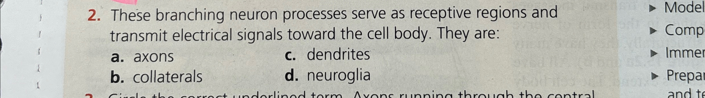 Solved These branching neuron processes serve as receptive | Chegg.com