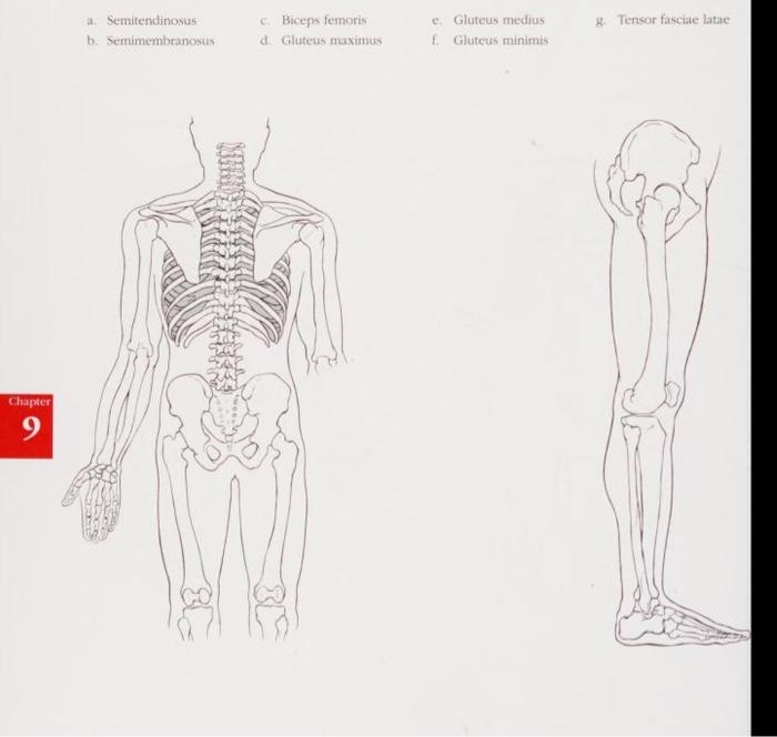 Worksheet 1 Cial sibe of the skeleton a. Pectus | Chegg.com