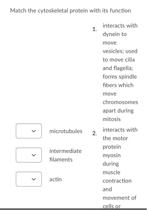 Solved Match the cytoskeletal protein with its function 1. | Chegg.com