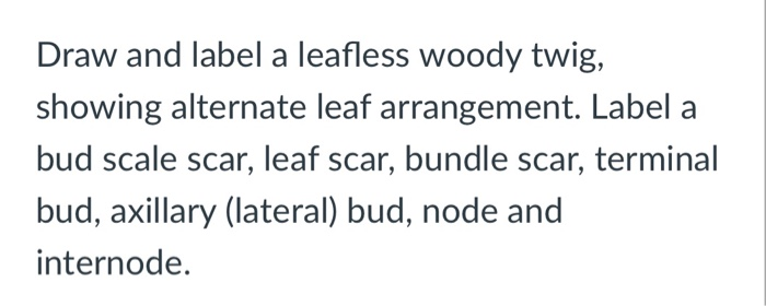 Solved Draw and label a leafless woody twig, showing | Chegg.com