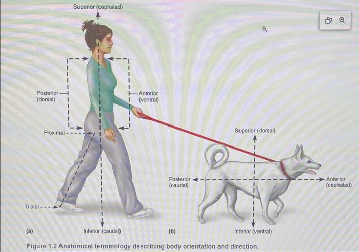 Solved Figure 1 2 Anatomical Terminology Describing Body Chegg