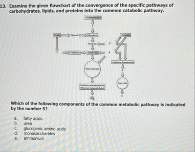 Examine the given flowchart of the convergence of the | Chegg.com