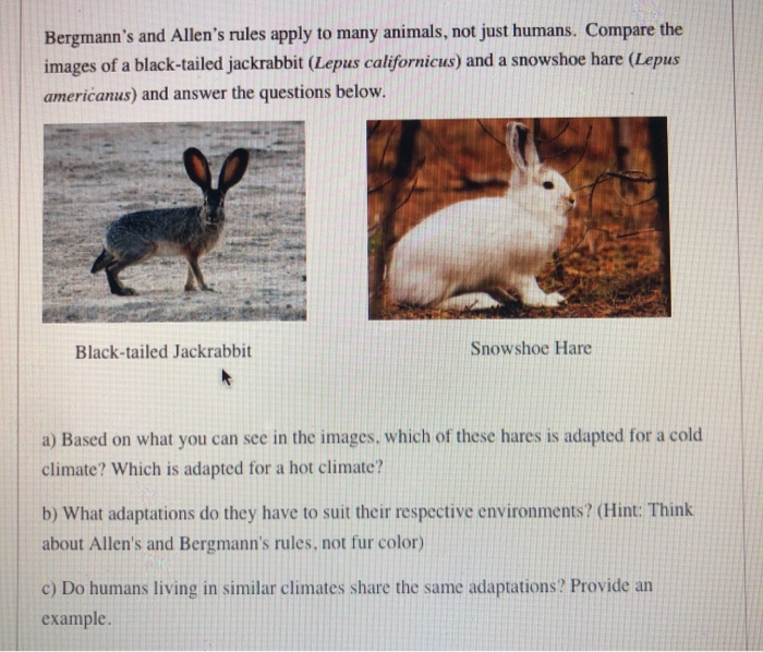 Solved Bergmann's and Allen's rules apply to many animals, | Chegg.com