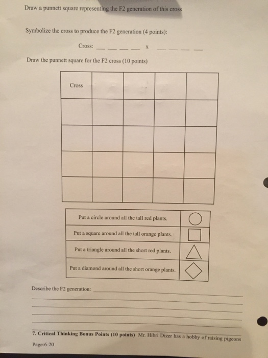 Solved Draw a punnett square representing the F2 generation | Chegg.com