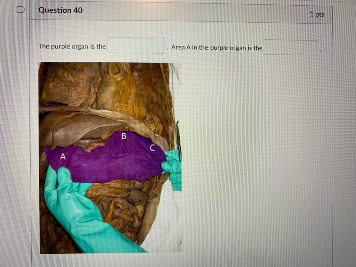 Solved The blue tube is the All three colored organs are | Chegg.com