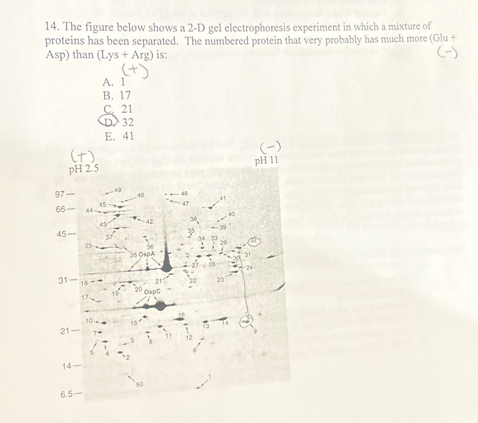Solved The figure below shows a 2-D gel electrophoresis | Chegg.com