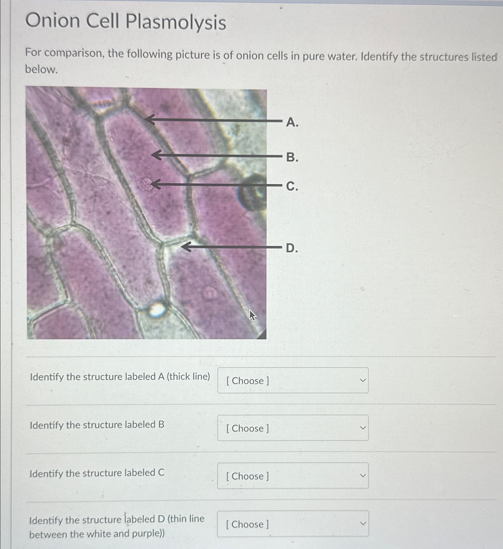 Solved Onion Cell PlasmolysisFor comparison, the following | Chegg.com