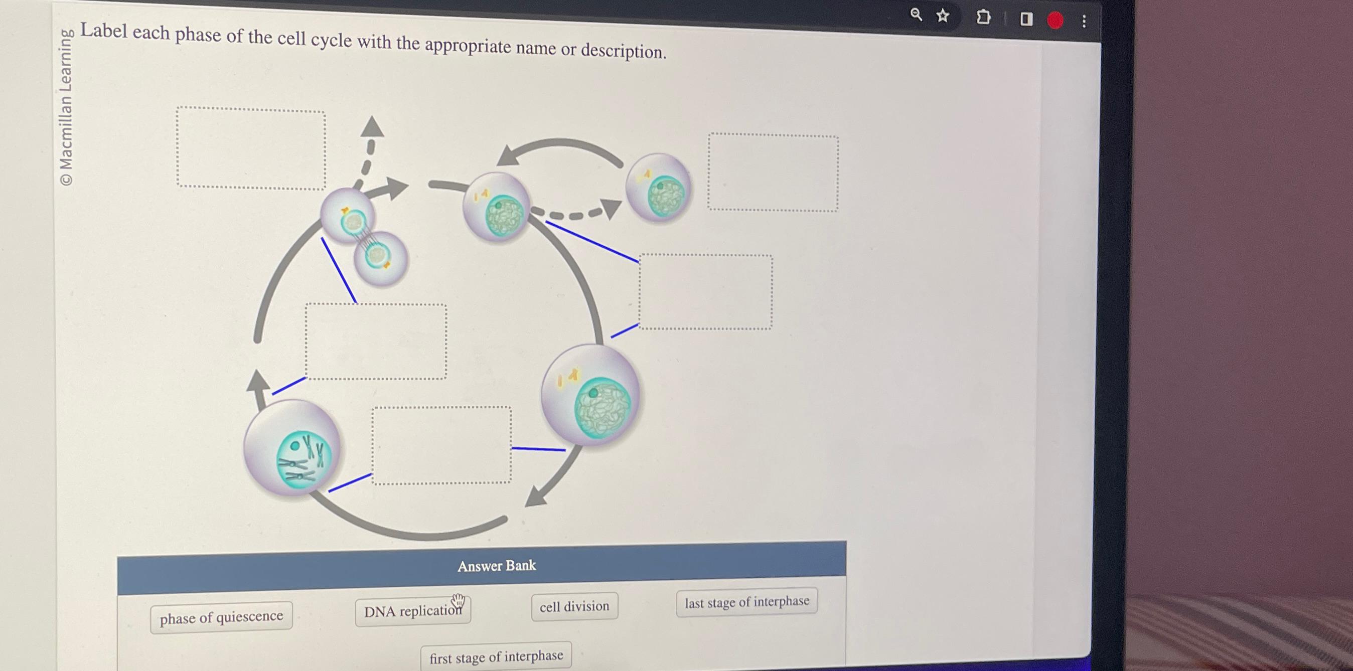 Solved no Label each phase of the cell cycle with the | Chegg.com