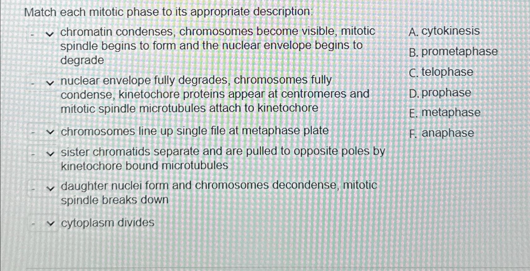 Solved Match each mitotic phase to its appropriate | Chegg.com