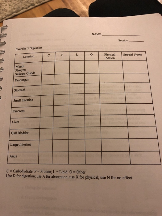 Solved NAME Section Exercise 5 Digestion C P L O Physical | Chegg.com