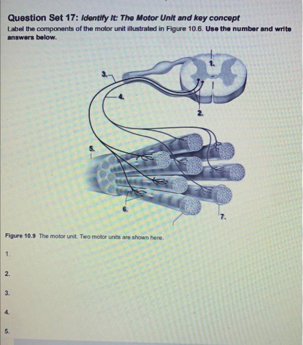 Solved Question Set 17: Identify It: The Motor Unit and key | Chegg.com