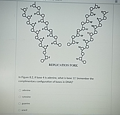 Solved REPLICATION FORKIn Figure 8.2, ﻿if base 4 ﻿is | Chegg.com
